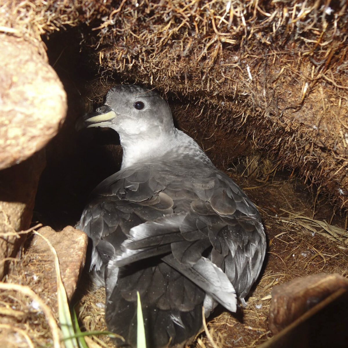 Burrowing Petrels - Sub Antarctic Conservation