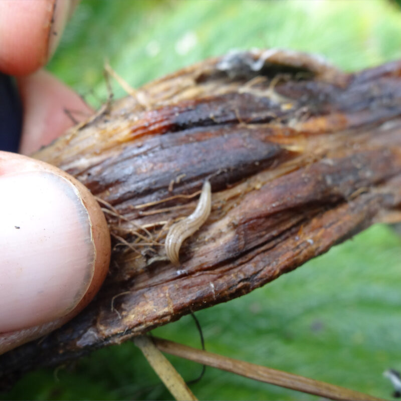 Invertebrates - Sub Antarctic Conservation