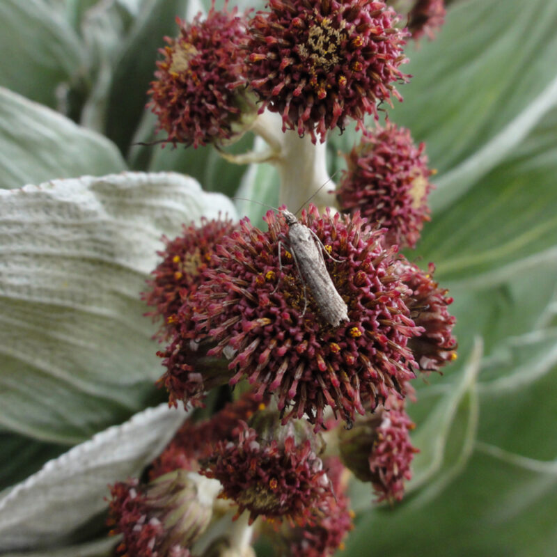 Invertebrates - Sub Antarctic Conservation